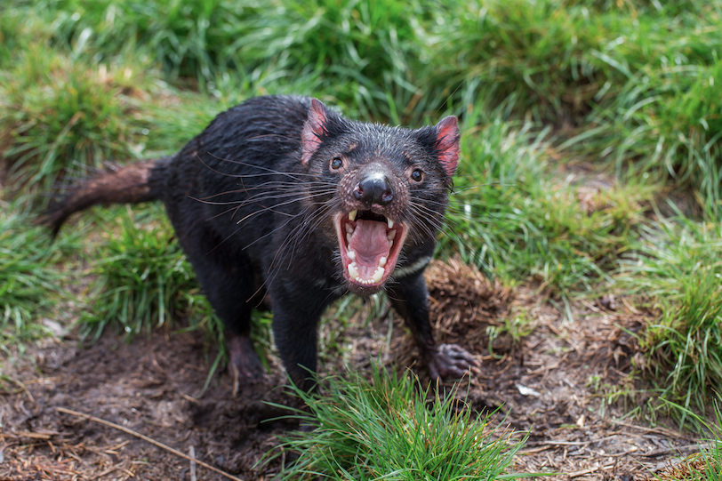 10 Amazing Facts about the Tasmanian Devil