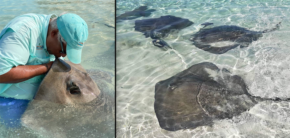 Meet the Stingray Whisperer of the Bahamas