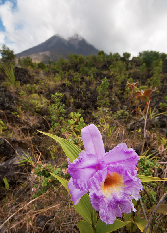 Spring Gardens, Tropical-Style in Costa Rica