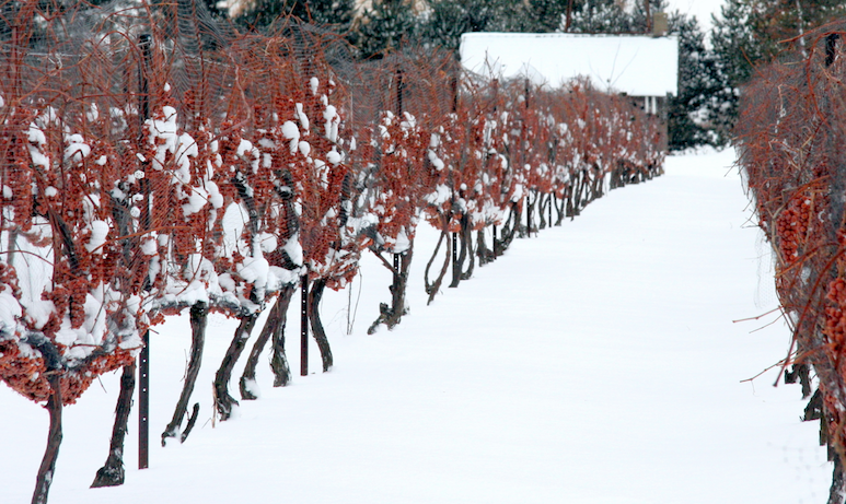 Where in the World to Drink Ice Wine