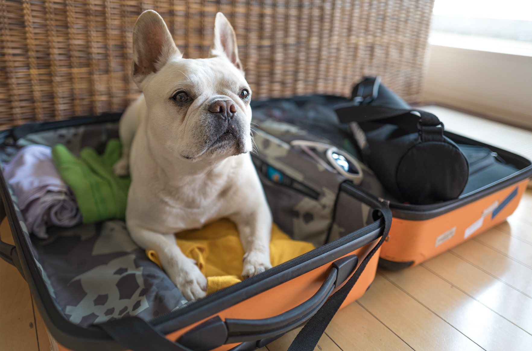 New Travel Rules for Dogs Entering (or Returning to) the ...