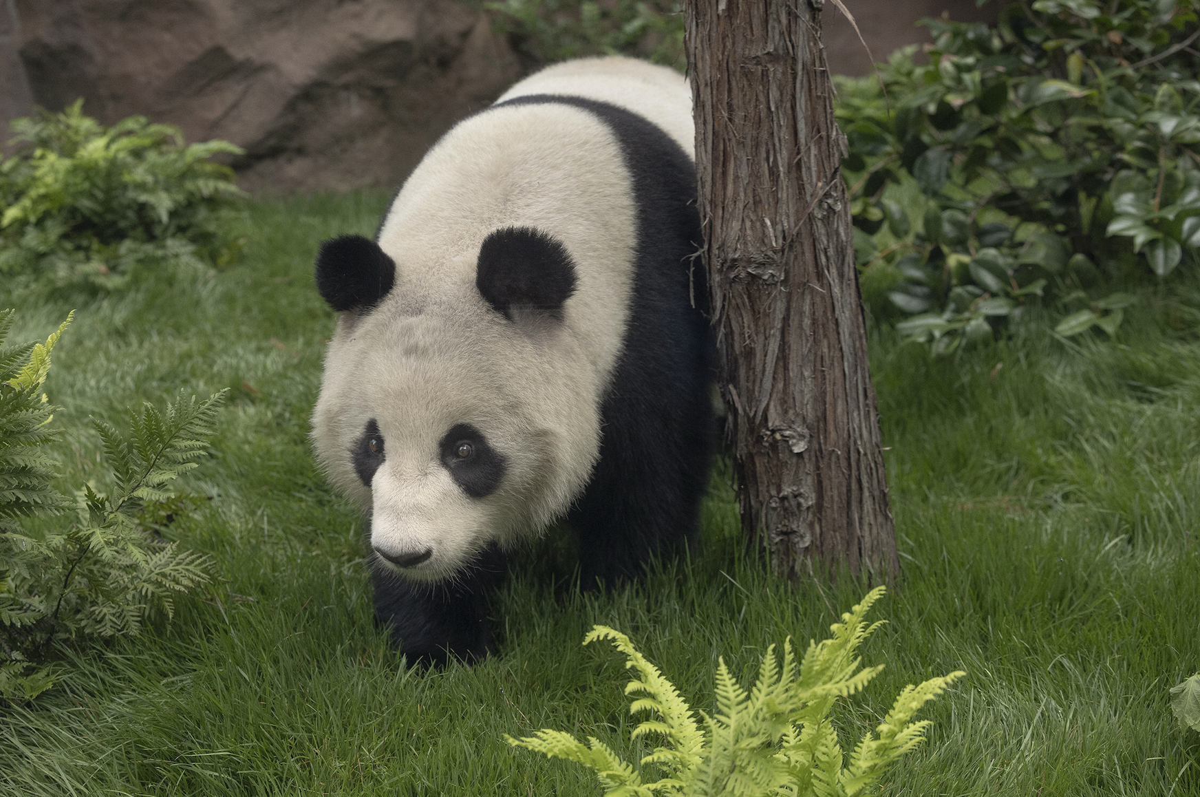 Panda-monium! New Pandas Debut This Year in Two American ...