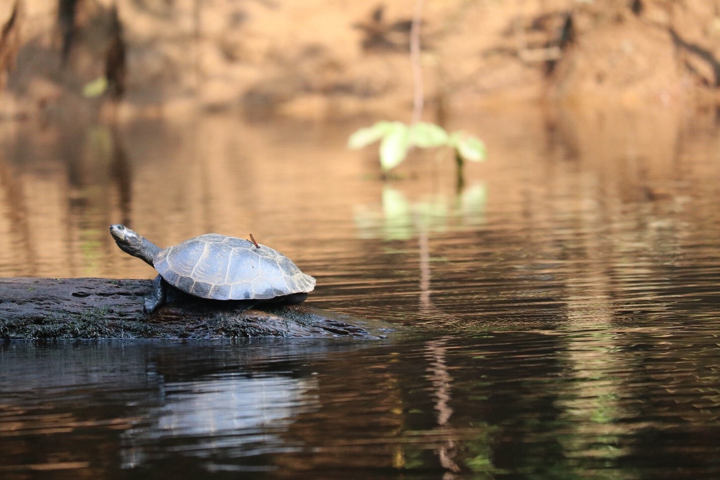 Amazon Adventure escorted by Jerrell Ross Richer