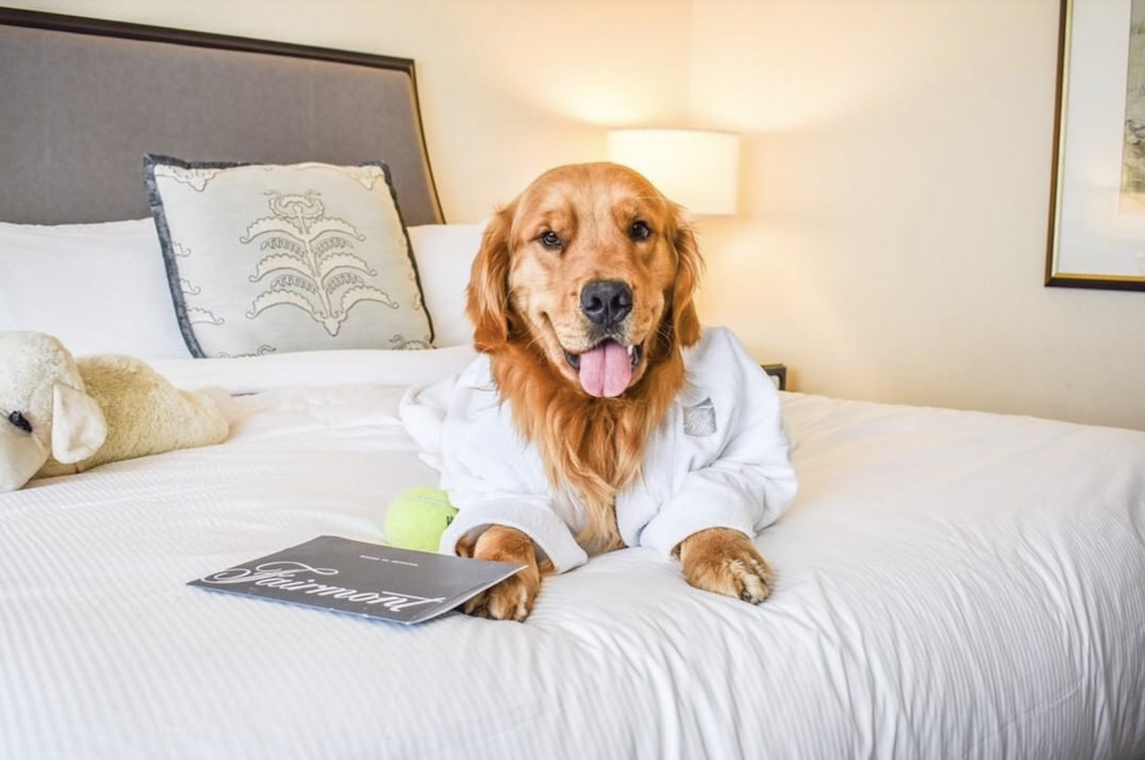 Hotels Showing Puppy Love on International Dog Day
