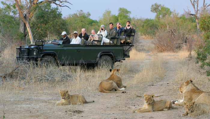 Travel Article: Safety with Lions on Safari