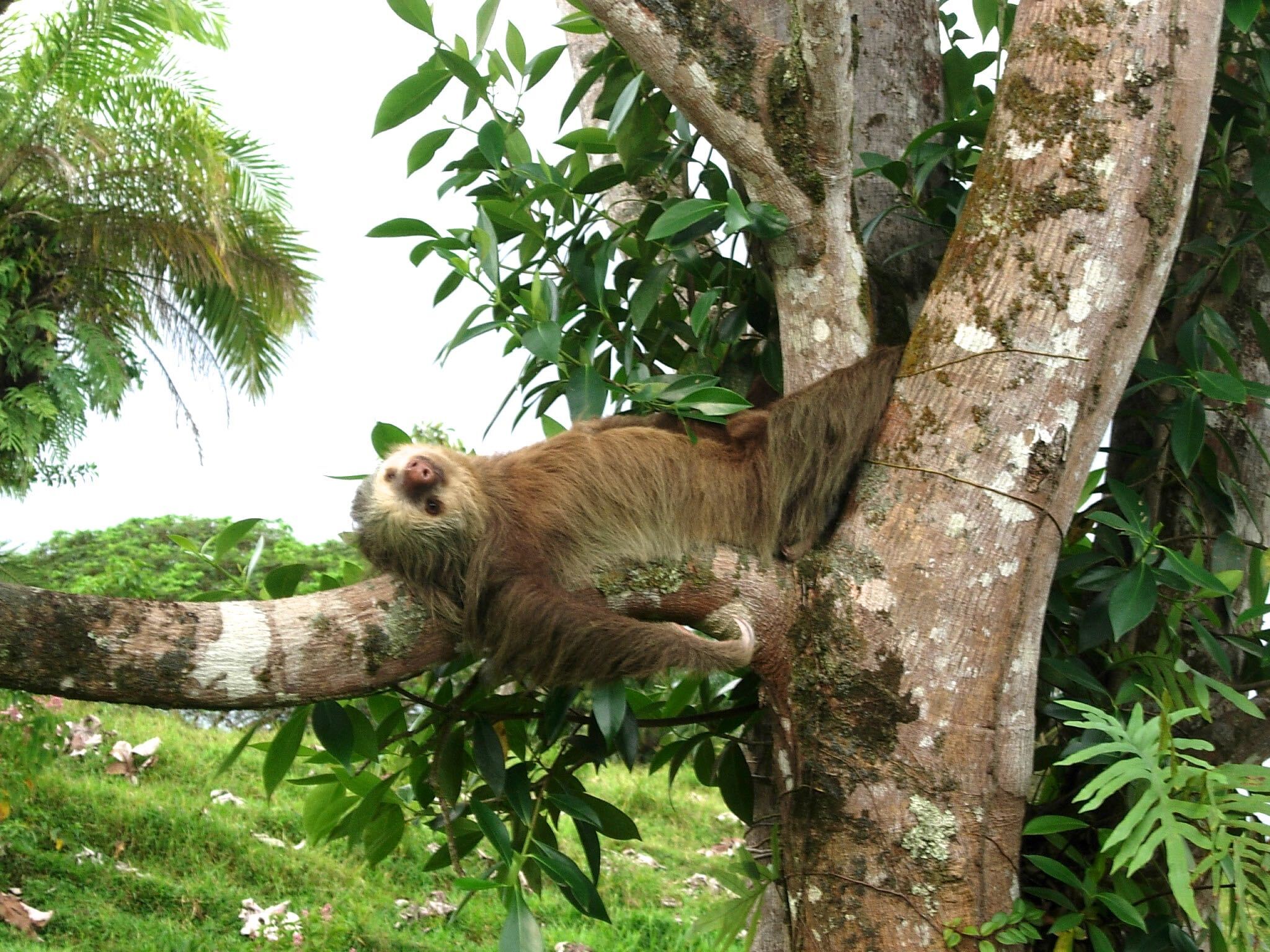 Sloths Named the New National Animal of this Central Amer...